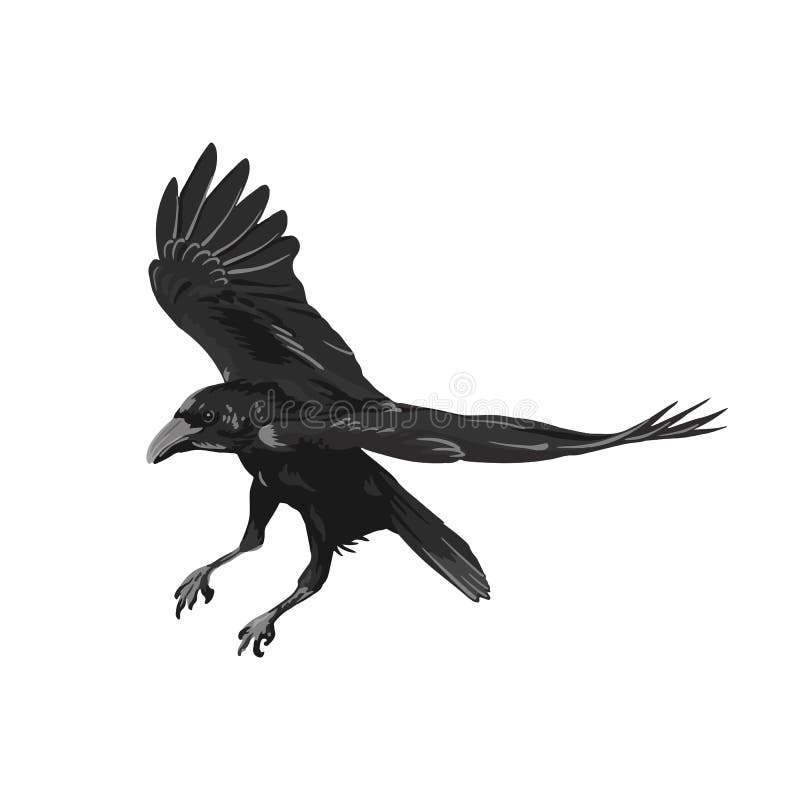 Raven Drawing High Quality Vector Illustration.Flying Raven.Halloween ...