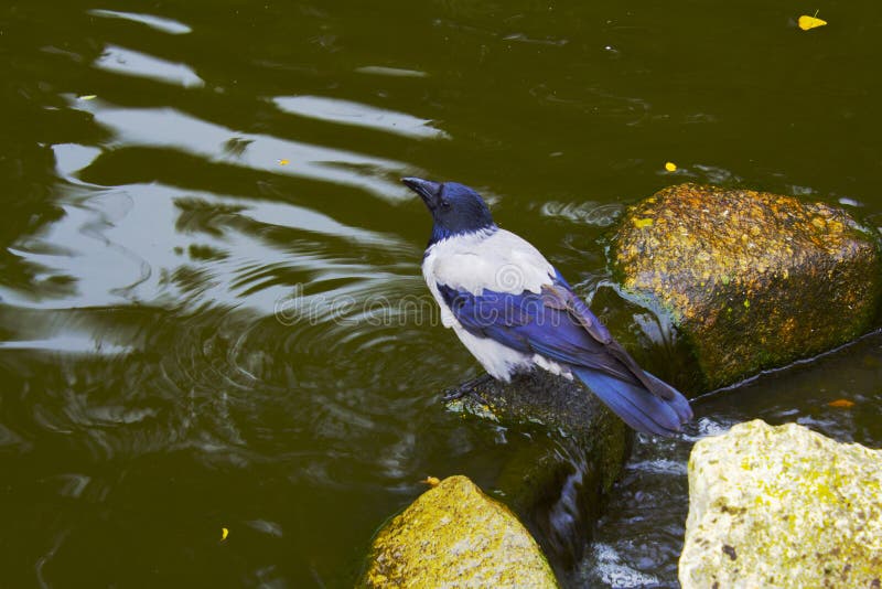 Raven stock image. Image of jasper, green, autumn, bird - 60310893