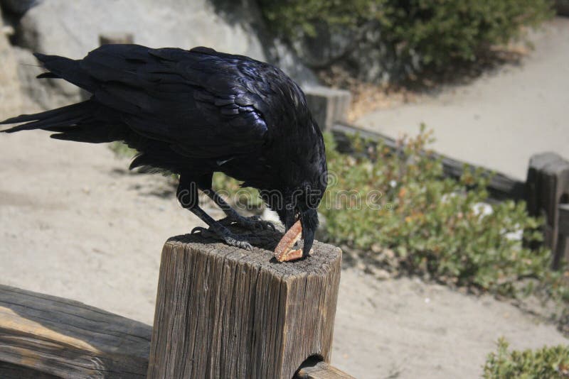 Raven eating my lunch stock image. Image of animal, height - 35594259