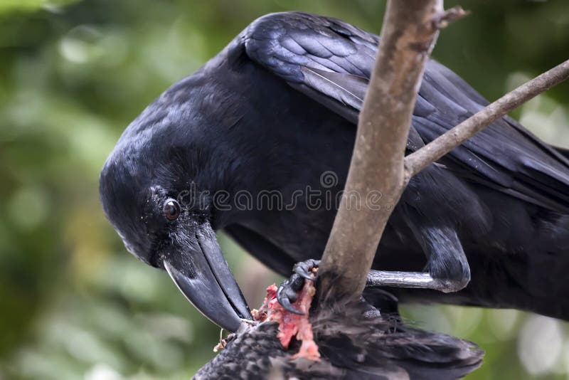 Raven Eating A Corpse Of A Roadkill Bird, Standing On A Busy Public ...