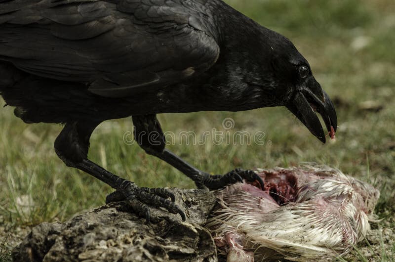 Raven eating a chicken. stock photo. Image of wild, looking - 53756608