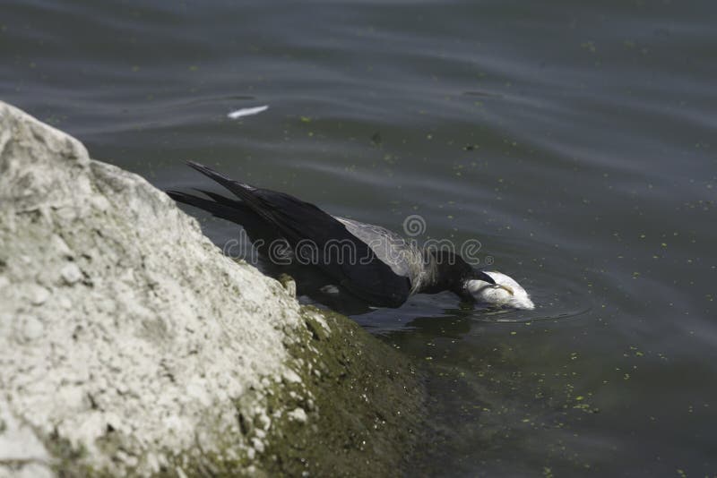 Raven eating dead fish stock photo. Image of natural - 90243758