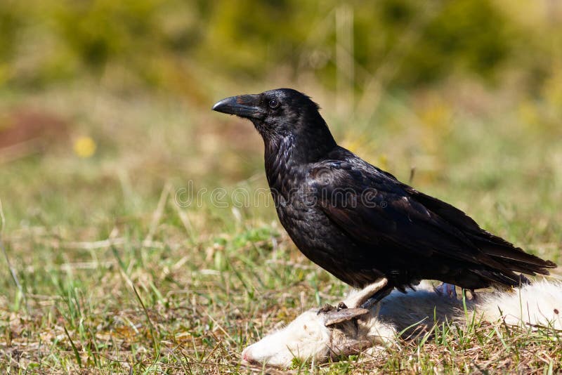 Raven eating his prey stock photo. Image of carcass, livestock - 71895862