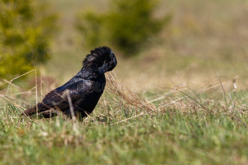 Raven eating his prey stock image. Image of blood, goatling - 71896073
