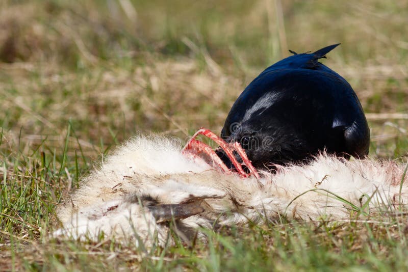 Raven eating his prey stock photo. Image of meat, predator - 71896120