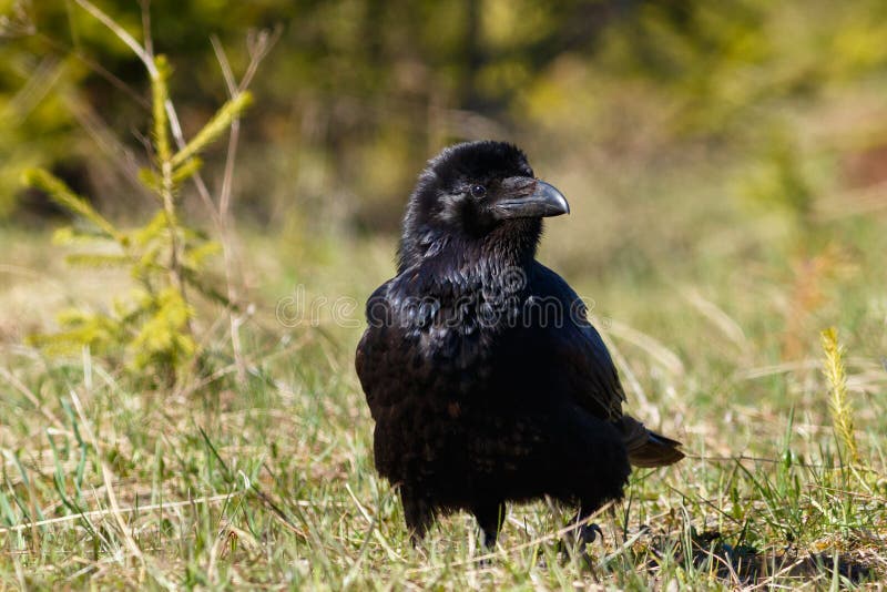 Raven with meat stock photo. Image of corvus, birdwatching - 48682168