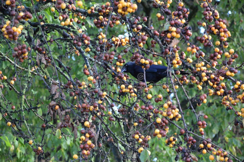 Raven eating some fruits stock image. Image of green - 46507333