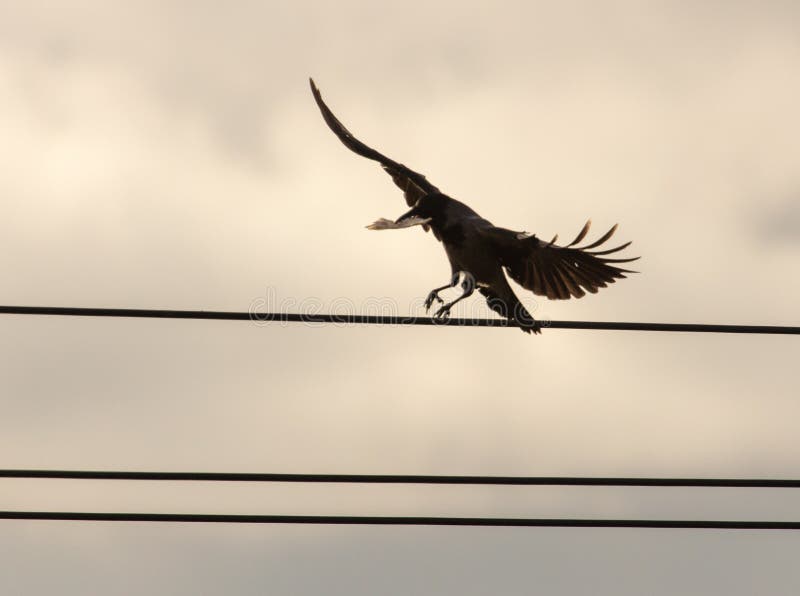 Raven on Electrical Wires at Dawn. Stock Photo - Image of electricity ...