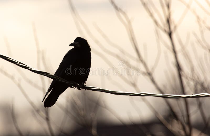 Raven on Electrical Wires at Dawn. Stock Photo - Image of electricity ...
