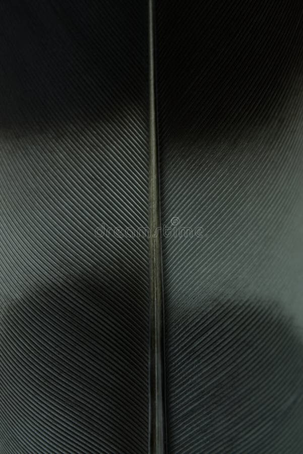 Raven feather texture stock image. Image of detail, texture - 127483121