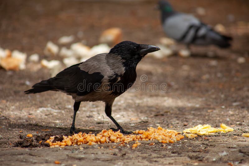 Raven Feeding, Stand on the Ground, Spring 2023 Stock Image - Image of ...