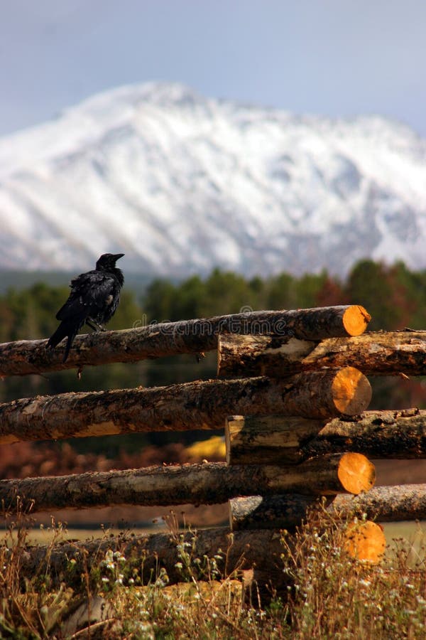 Raven on Fence with Mountains in Background Stock Image - Image of bird ...