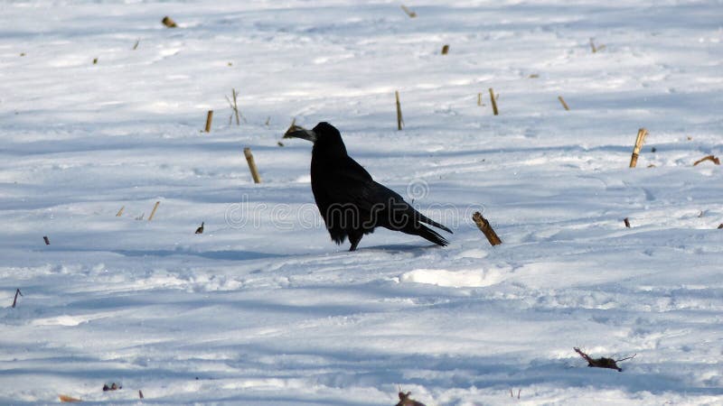 Raven stock image. Image of field, raven, nature, detail - 84944325
