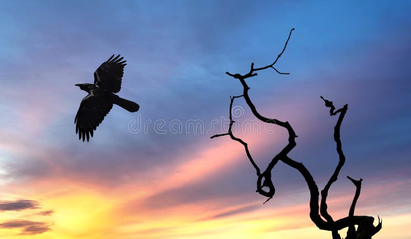 Raven Flies Over Sunset Background Stock Image - Image of black ...