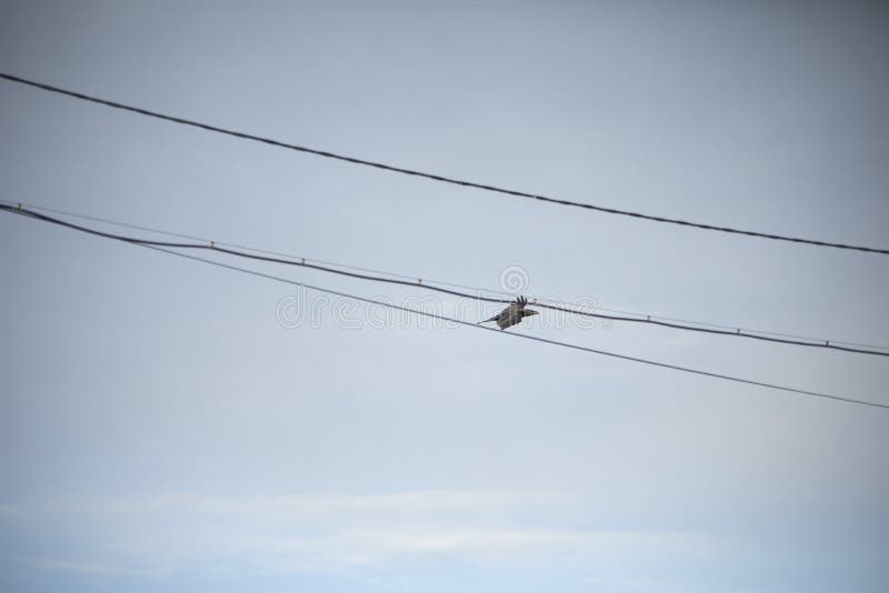 Raven on Electrical Wires at Dawn. Stock Photo - Image of electricity ...