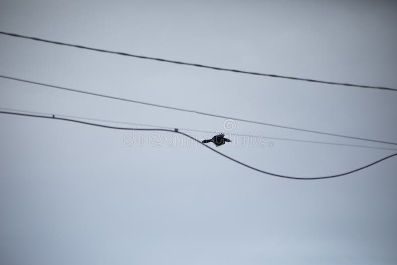 Raven on Electrical Wires at Dawn. Stock Photo - Image of electricity ...