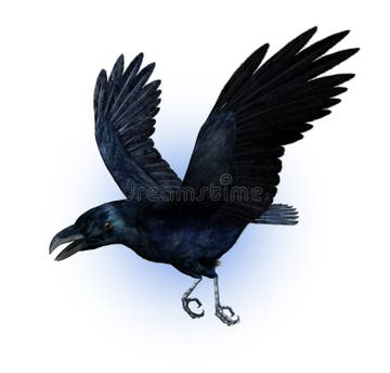 Raven in Flight stock illustration. Illustration of spooky - 553738