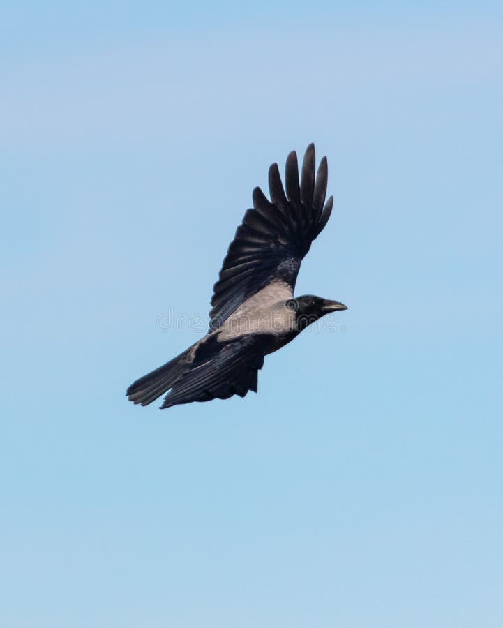 Raven in Flight Against the Blue Sky. Stock Photo - Image of flying ...