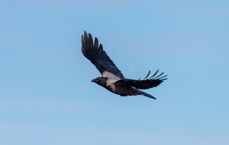 Raven in Flight Against the Blue Sky. Stock Image - Image of wildlife ...