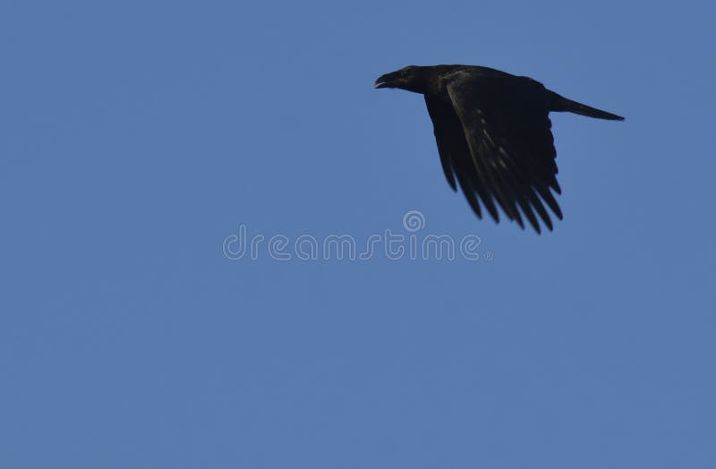 Raven in flight stock photo. Image of beak, crow, bird - 99534476