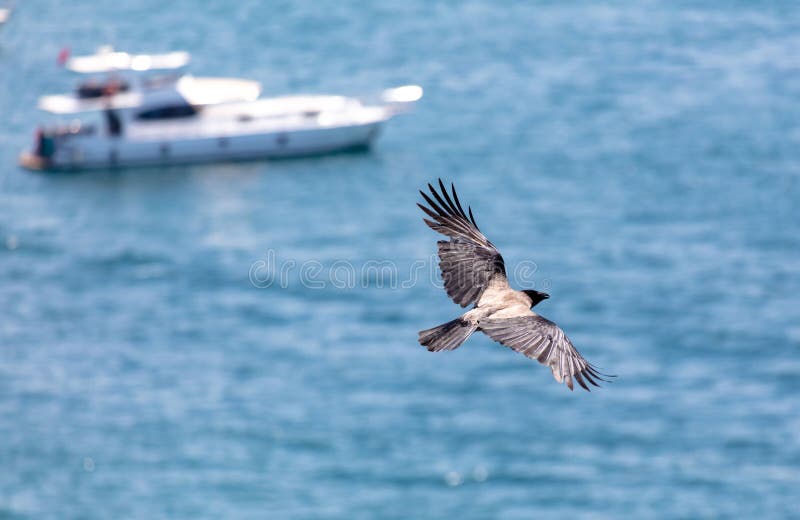 Raven in Flight on the Background of the Blue Sea Stock Image - Image ...