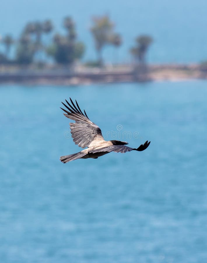 Raven in Flight on the Background of the Blue Sea Stock Image - Image ...