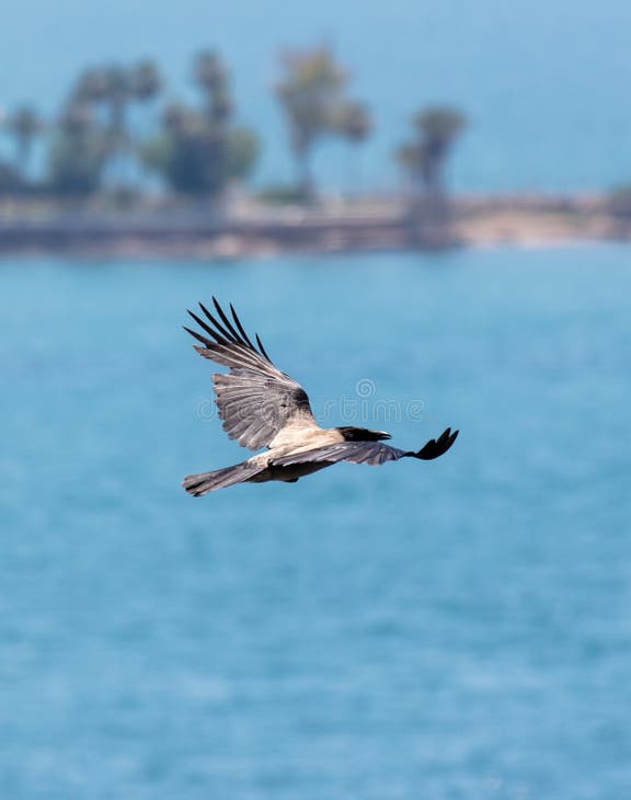 Raven in Flight on the Background of the Blue Sea Stock Image - Image ...