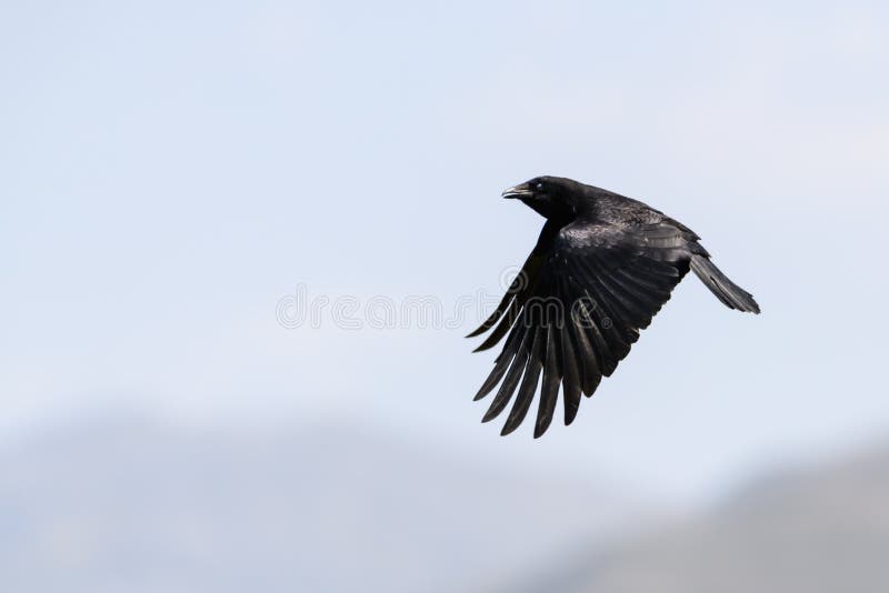Raven in flight stock photo. Image of common, creature - 117395284