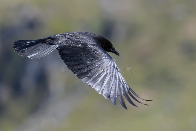 5,078 Flying Raven Stock Photos - Free & Royalty-Free Stock Photos from ...