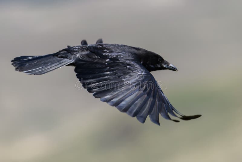 Raven in flight stock image. Image of avian, crow, closeup - 117396229