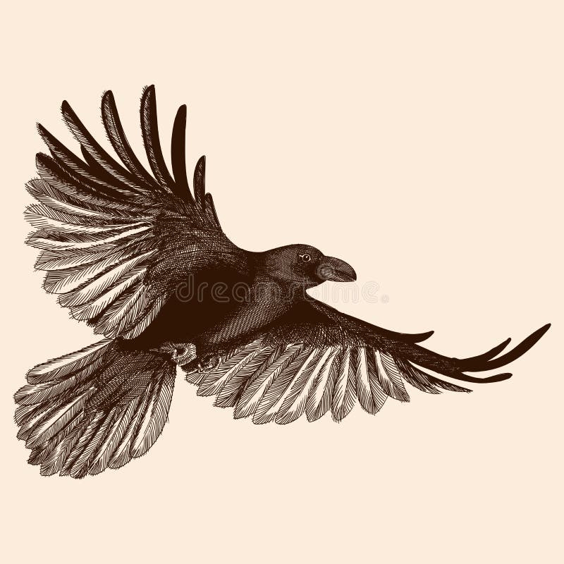 Raven in flight. stock vector. Illustration of emblem - 175857014
