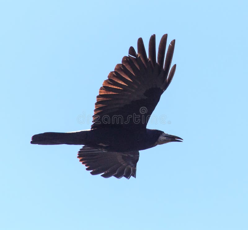 Raven in Flight in the Blue Sky Stock Image - Image of icon, outdoor ...