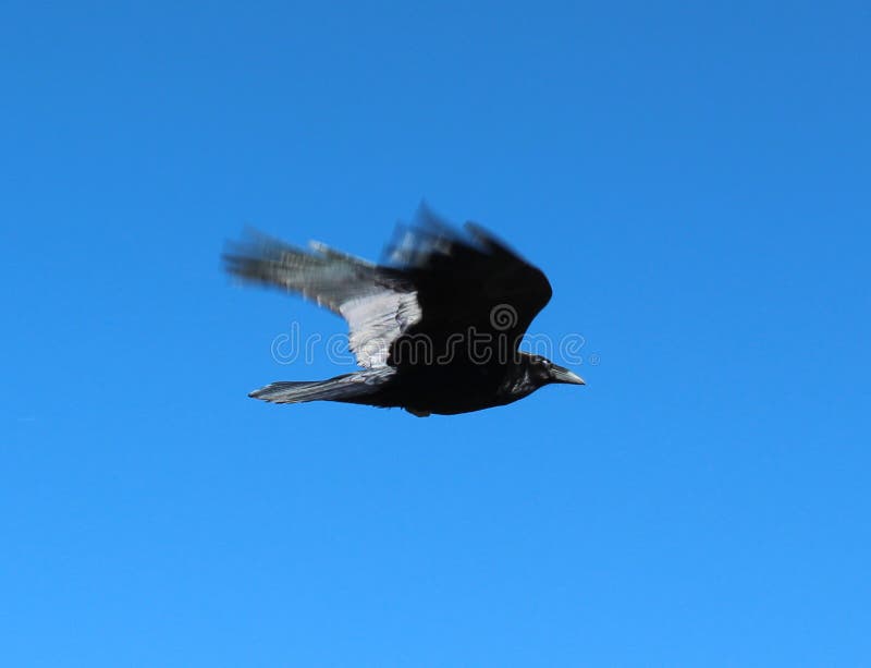 Raven Flight Stock Images - Download 2,575 Royalty Free Photos