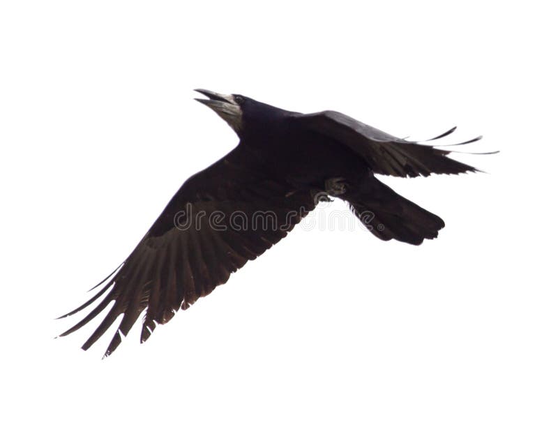 Raven in flight stock photo. Image of wildlife, blackbird - 30883174