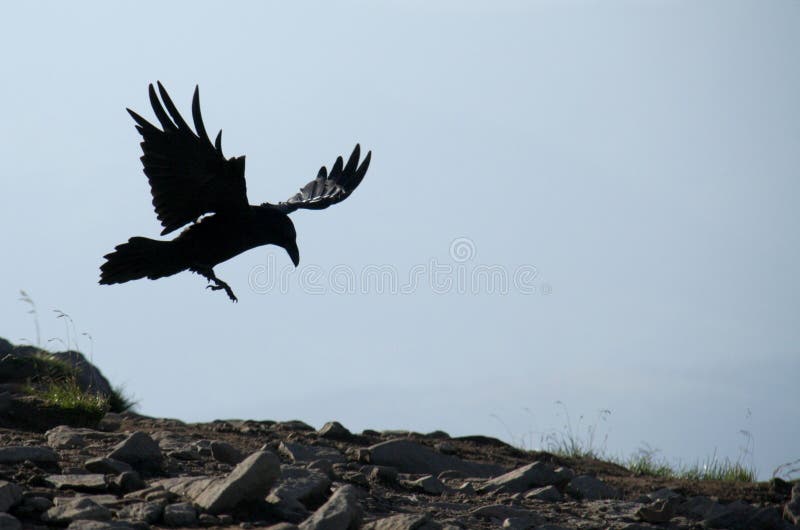 The raven in a flight stock image. Image of land, travel - 256034323