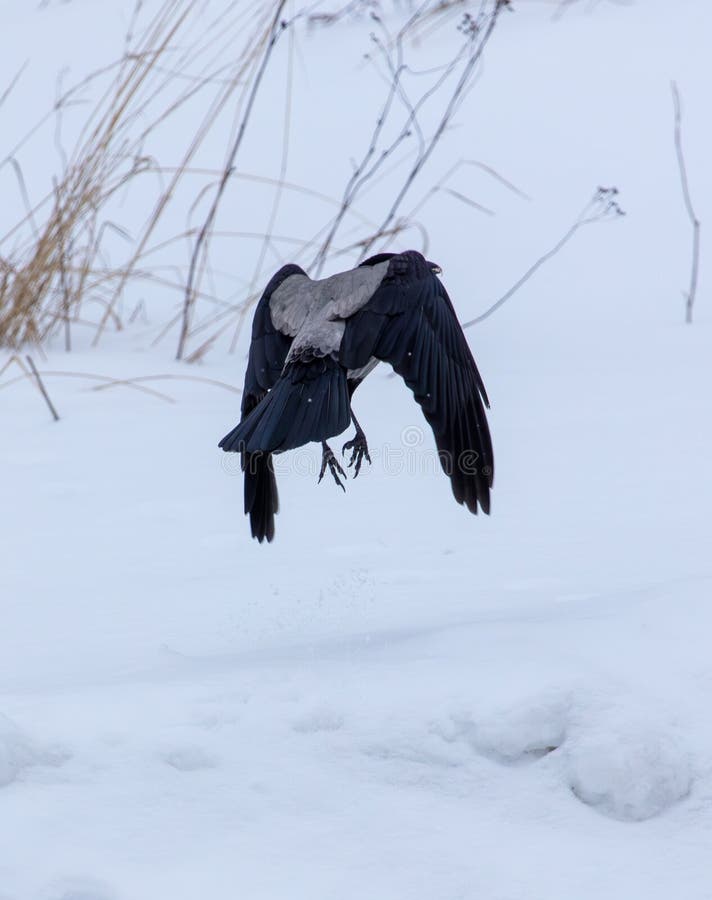 Raven in Flight Over the Snow in Winter Stock Image - Image of nature ...