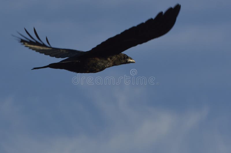 Raven in flight stock photo. Image of plumage, kite, watch - 99534506