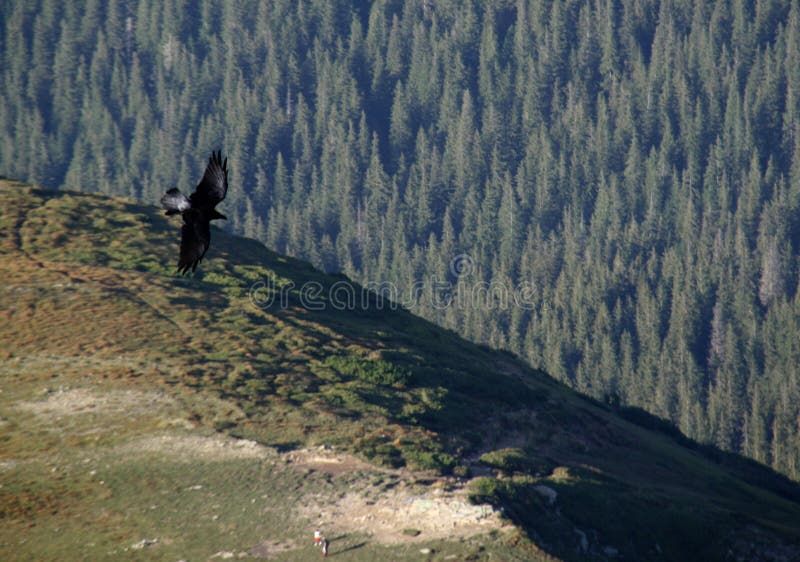 The raven in a flight stock photo. Image of silhouette - 256034340