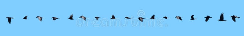 Raven in flight sequence. stock image. Image of raven - 24577089