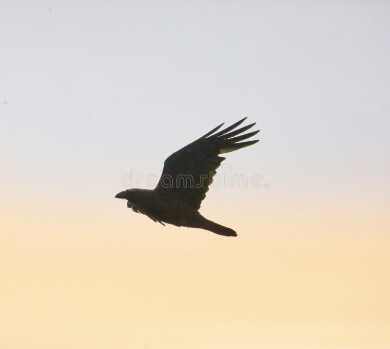 Raven in flight silhouette stock image. Image of dorset - 318975179