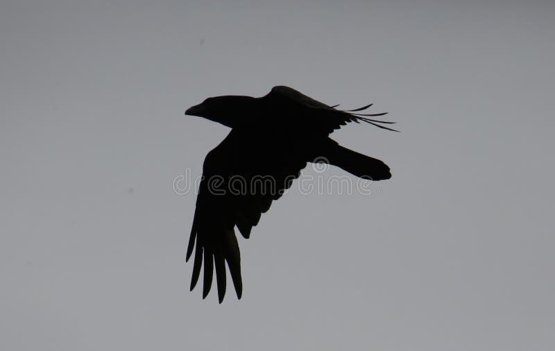 Raven in flight silhouette stock photo. Image of birds - 318975246