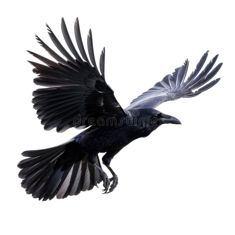 A Raven in Flight with Wings Spread Wide Stock Photo - Illustration of ...