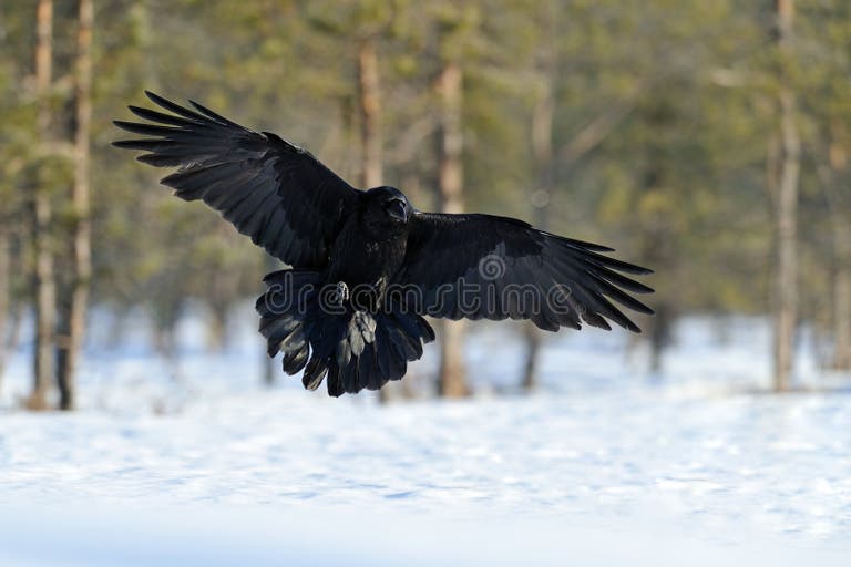 Raven in flight stock photo. Image of wildlife, blackbird - 30883174