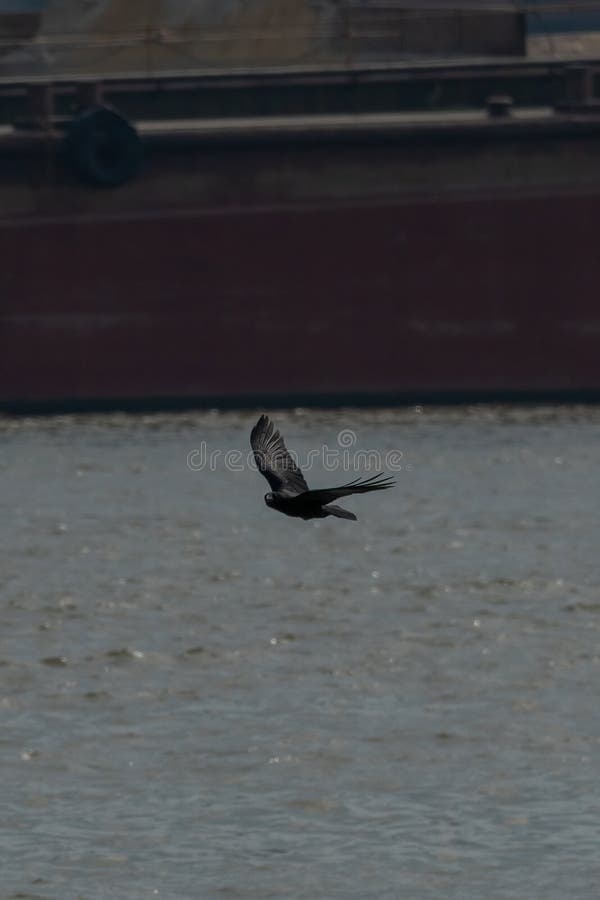 Raven is Flying Across the River, Waving Its Wings, and Turning. Stock ...