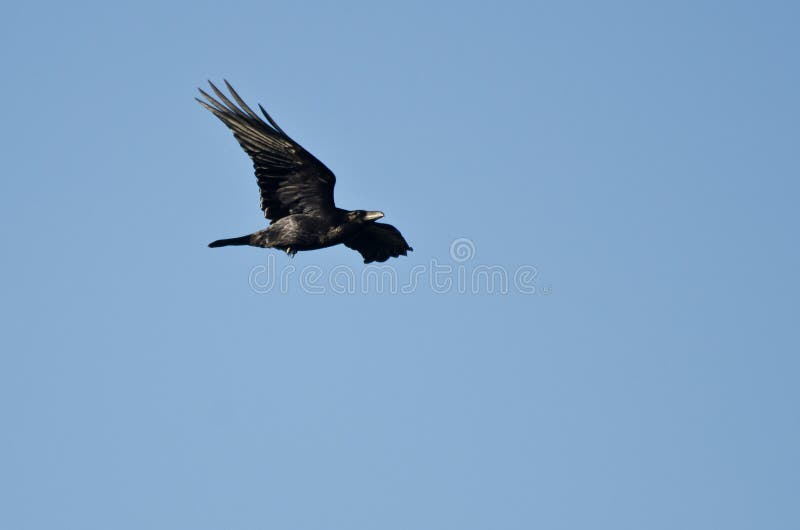 Raven Flying in a Blue Sky stock image. Image of nature - 41625391