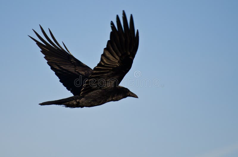 Raven Flying Común En Un Cielo Azul Foto de archivo - Imagen de animal ...