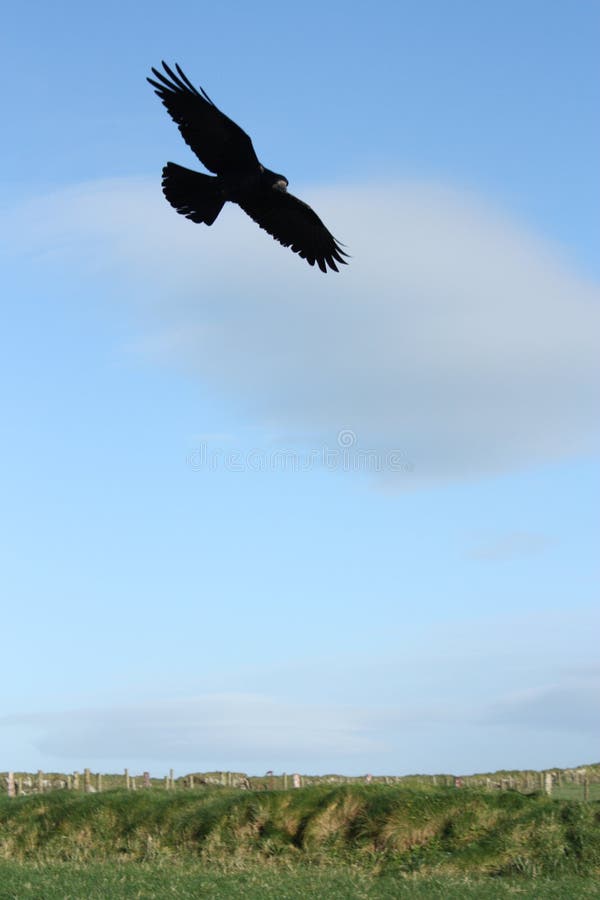 Raven Flying in Sky in Ireland Stock Image - Image of ireland, hawk ...