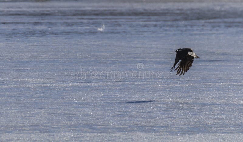 Congelated Stock Photos - Free & Royalty-Free Stock Photos from Dreamstime