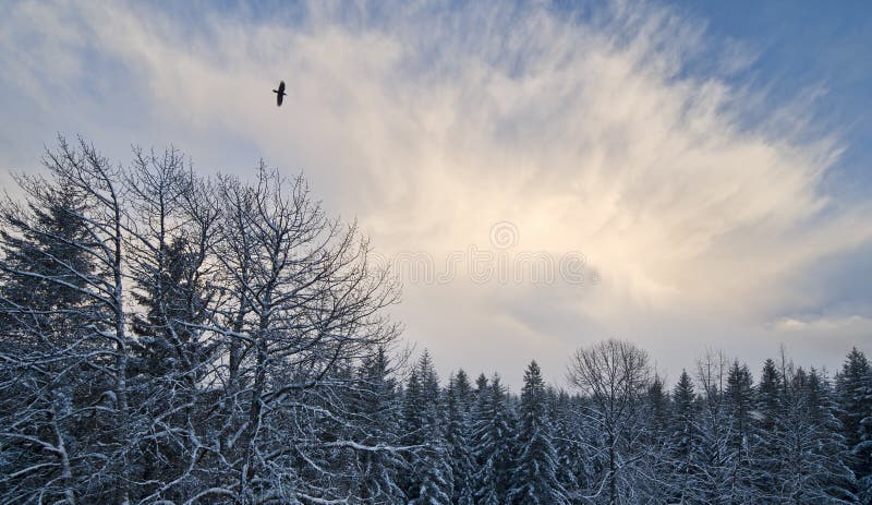 Raven Flying Over Forest in Winter Stock Photo - Image of nature ...