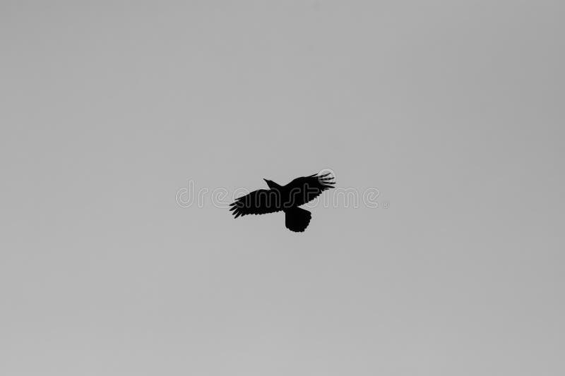 A raven flying in the sky stock photo. Image of white - 353210550